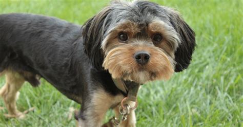 How Long Do Yorkie Poos Usually Live