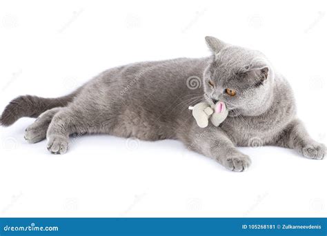 Cat With Mouse In Teeth On A White Background Stock Image Image Of