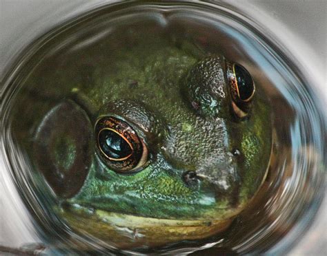 Frog Photograph By Mike Dickie Fine Art America