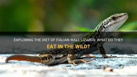Exploring The Diet Of Italian Wall Lizards What Do They Eat In The