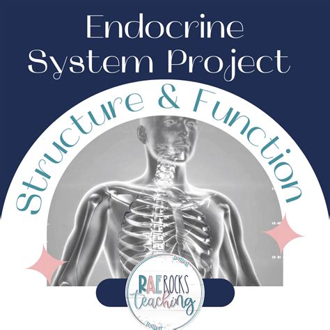 The Most Exciting Endocrine System Function Project Idea For Anatomy