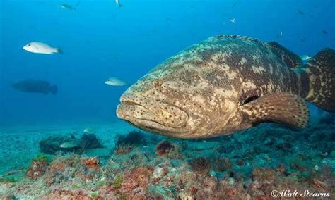 A Bucket List Dive With Jupiter Dive Center And Goliath Groupers