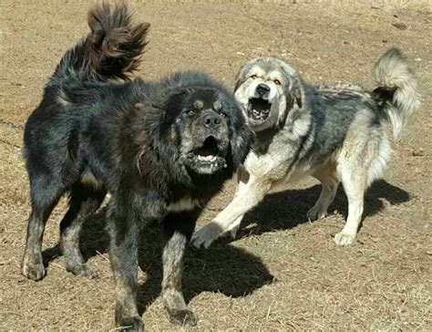 Tibetan Mastiff Vs Tiger