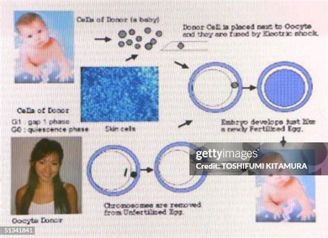 This Photo Of A Flow Chart Taken From Video Shows The Cloning Process
