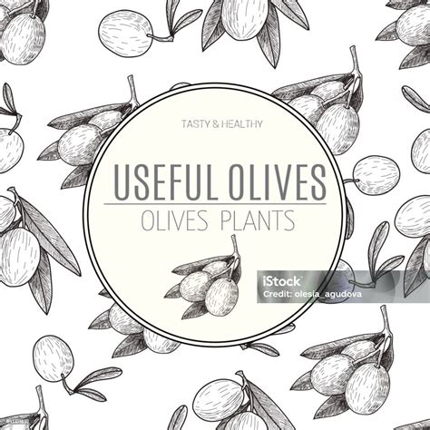 원활한 패턴 벡터 검정 잉크 손에 올리브 나뭇가지 그림 그려 빈티지 일러스트입니다 건강한 생활방식에 대한 스톡 벡터 아트 및 기타 이미지 건강한 생활방식 건강한 식생활