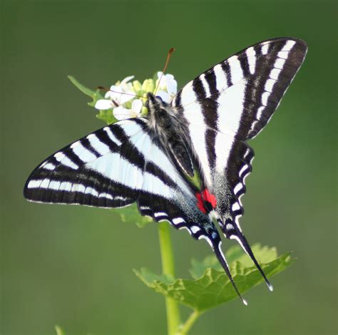 Facts About Zebra Butterfly At Ruby Gooding Blog