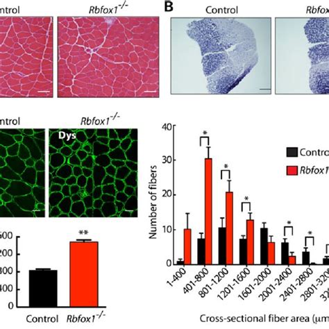 Rbfox1 −− Muscle Has Reduced Myofiber Size A Hematoxylin And Eosin Download Scientific