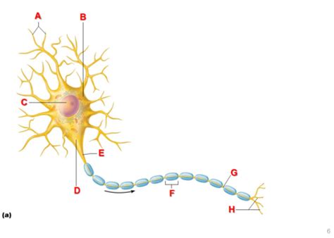 Identification Neuron Action Potential Flashcards Quizlet