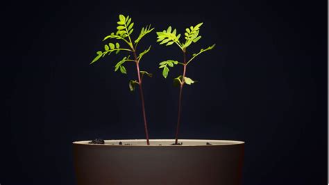 How To Plant Grow And Care For Jacaranda Tree Easily Planet Natural