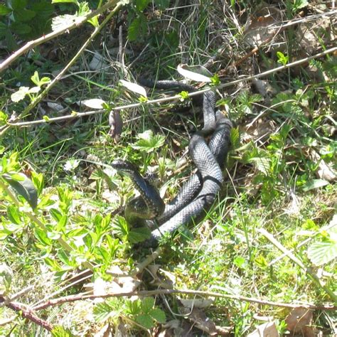 Postcards From Sussex Blackadders White Adders And A Brown Adder