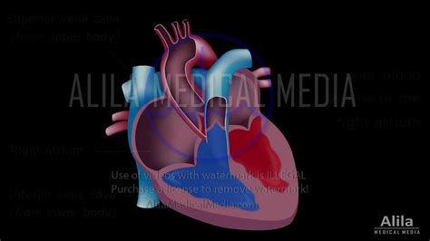 Heart Flow Animation