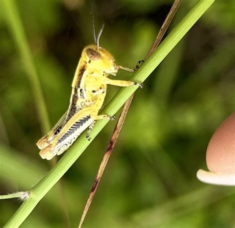 Differential Grasshopper From Trinity River Audubon Center Dallas Tx