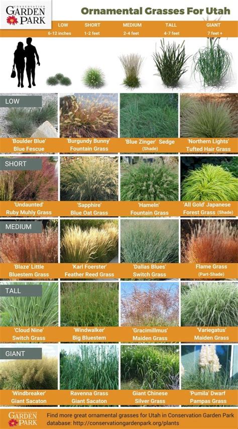 14 Tall Ornamental Grasses And Grass Like Plants For Privacy Artofit