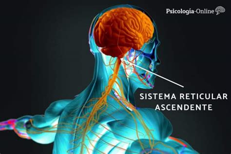 Sistema Reticular Activador Ascendente Psiquismo