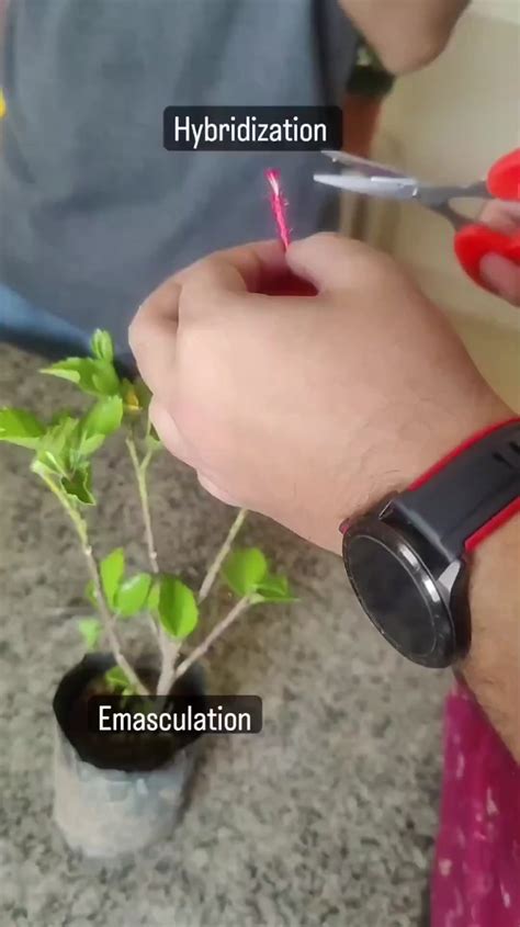 The Process Of Hybridization Emasculation Bagging Pollution