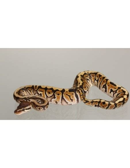 Python Regius Mojave Woma Ball Python