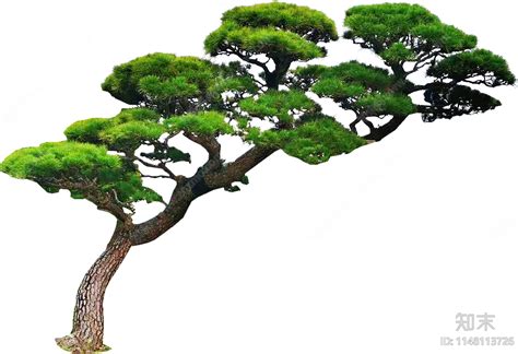 Png免抠造型弯杆五针松下载【id1148113726】undefined