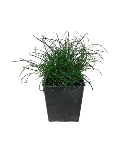 Ophiopogon Umbraticola Bad Hair Day The Garden Corner