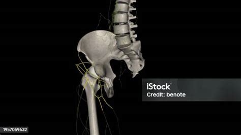 Components Of The Lymphatic System Include Lymph Lymphatic Vessels And