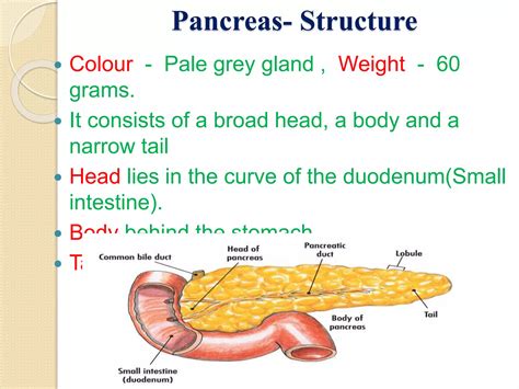 Pancreas Endocrine Function Ppt Pptx