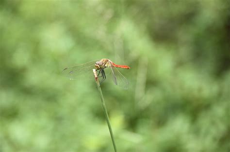 1 무료 잠자리앞모습 And 잠자리 이미지 Pixabay