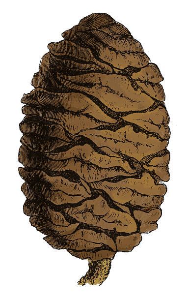 Best Sequoia Tree Illustrations Royalty Free Vector Graphics And Clip