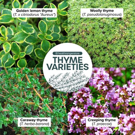 These Thyme Varieties Are Popular Among Many Gardeners Garden Plants Poster