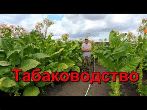 Выращивание Табака от посева до уборки урожая. - YouTube