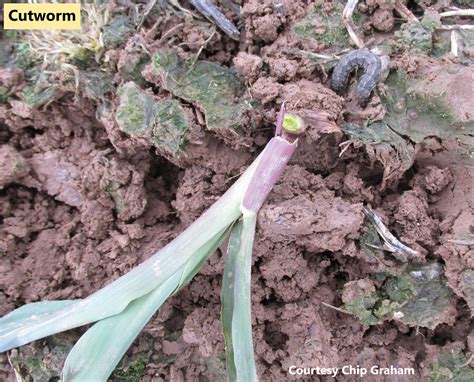 Cutworms Ut Crops Pest Guides