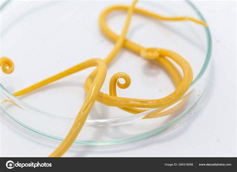 Roundworm Parasite
