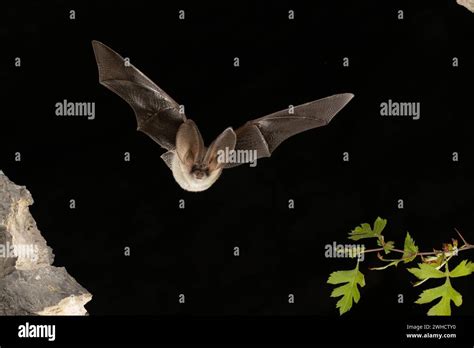 Grey Long Eared Bat Plecotus Austriacus In Flight Thuringia Germany Bat Threatened With