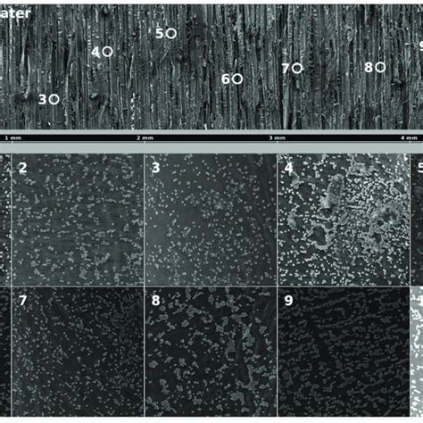Sem Edx Analysis On Split Beech Wood Samples The Edx Map With The