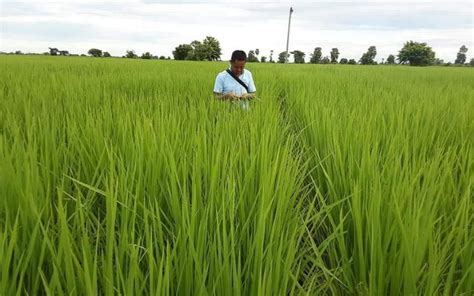 မျိုးစေ့ထုတ် မိုးစပါးစိုက်ခင်းများအတွင်း မှို့ကပ်ချိန် ပိုးမွှားကျရောက