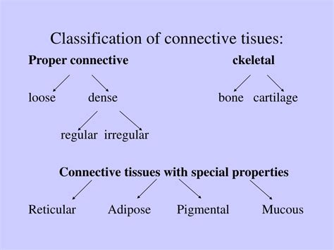 Ppt Connective Tissues Powerpoint Presentation Free Download Id