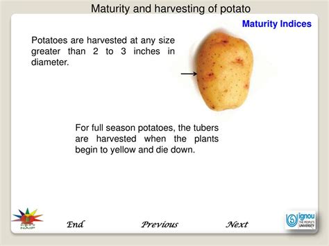 Ppt Maturity And Harvesting Of Potato Powerpoint Presentation Free Download Id 1178082