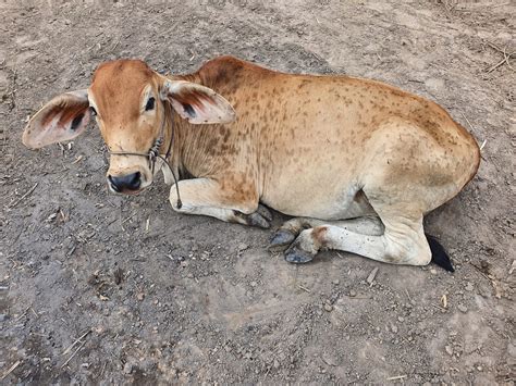 What Is The Contagious Nodular Dermatitis Of Cattle That Has Arrived In