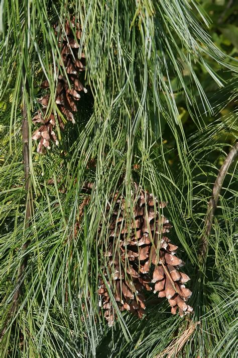 Pinus Strobus Pendula Weeping Eastern White Pine Weeping White Pine