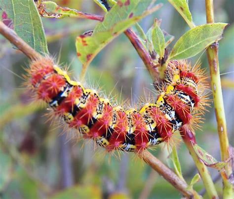 Smeared Dagger Acronicta Oblinita Bugguidenet