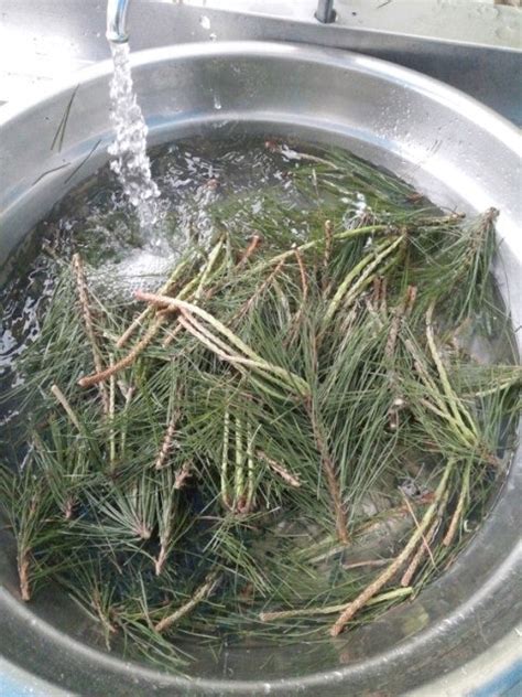 솔잎주 담그는법 솔순주 효능 햇솔순 솔잎 판매 솔잎가루 토종솔잎파는곳 네이버 블로그