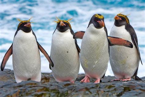 What Do You Call A Group Of Penguins Complete Guide