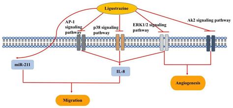 Pharmacological Effects Of Ligustrazine On Ovarian Cancer Oc