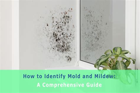 How To Identify Mold And Mildew A Comprehensive Guide