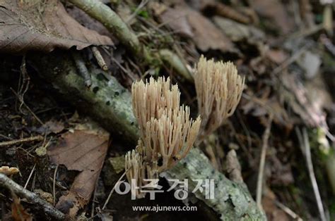 식용버섯 비슷한 독버섯 조심하세요국립수목원 생태도감 발간 아주경제
