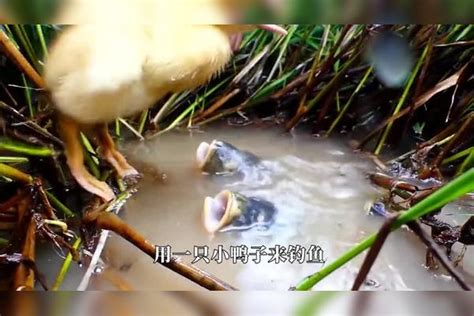 兔子的魅力这么大？静静待在河边吃草，大鱼竟主动凑了过来！大鱼兔子主动