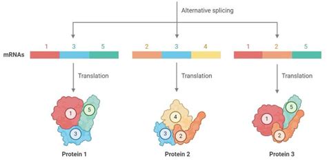 How Isoform Resolved Rna Sequencing Boosts Protein Biology Simon Barnett Posted On The Topic