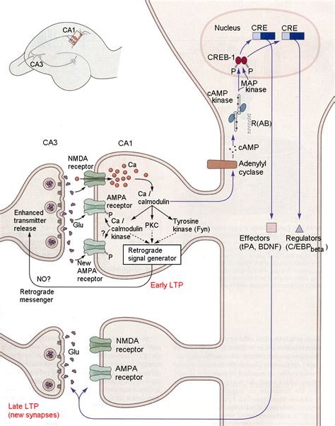 what physically happens when neural connections strengthen r askscience
