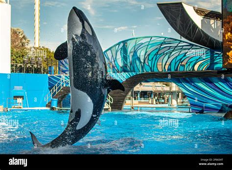 Orlando Florida December 22 2020 Killer Whale Jumpin In Orca
