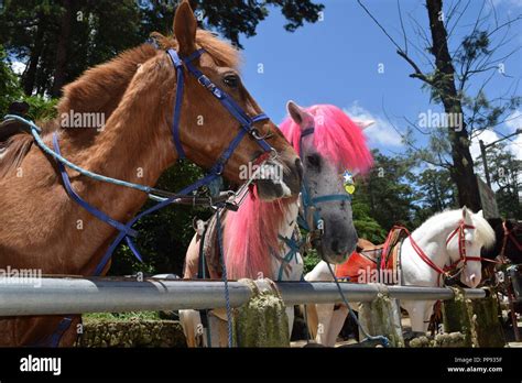 Horseback Riding at the Wright Park is one of the many scenic parts of Baguio. Wright Park is ...
