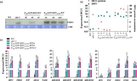 Constitutive Fe‐deficiency Response Is Observed In Idt1‐1 And Idt1a320v Download Scientific