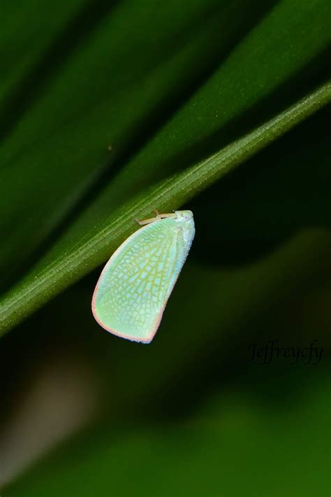 Geisha Distinctissima